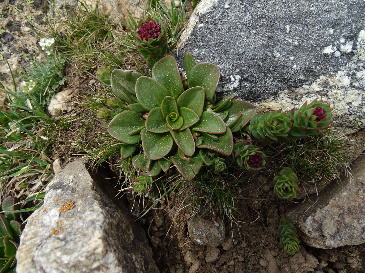 Mount Democrat (14,154′) – (Alma Junction) – 33andfree