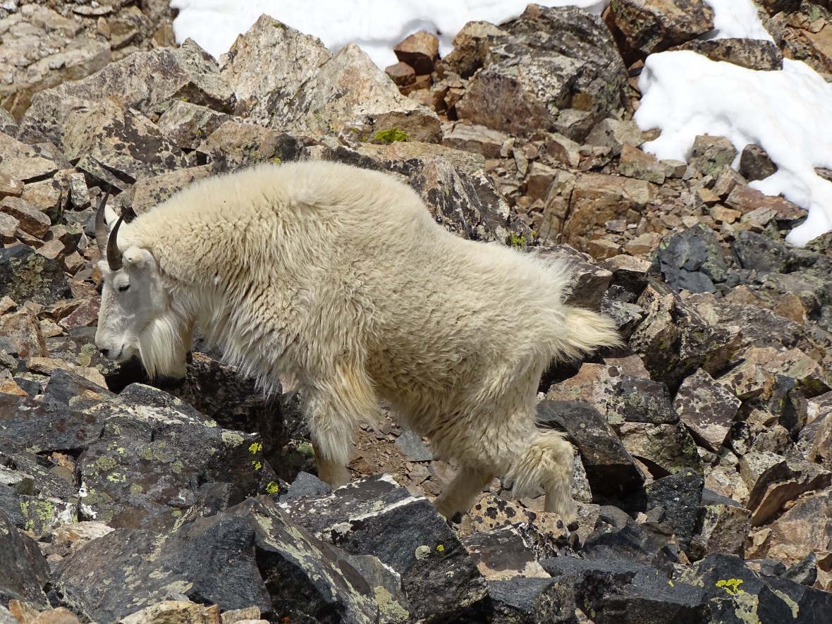 Mount Democrat (14,154′) – (Alma Junction) – 33andfree