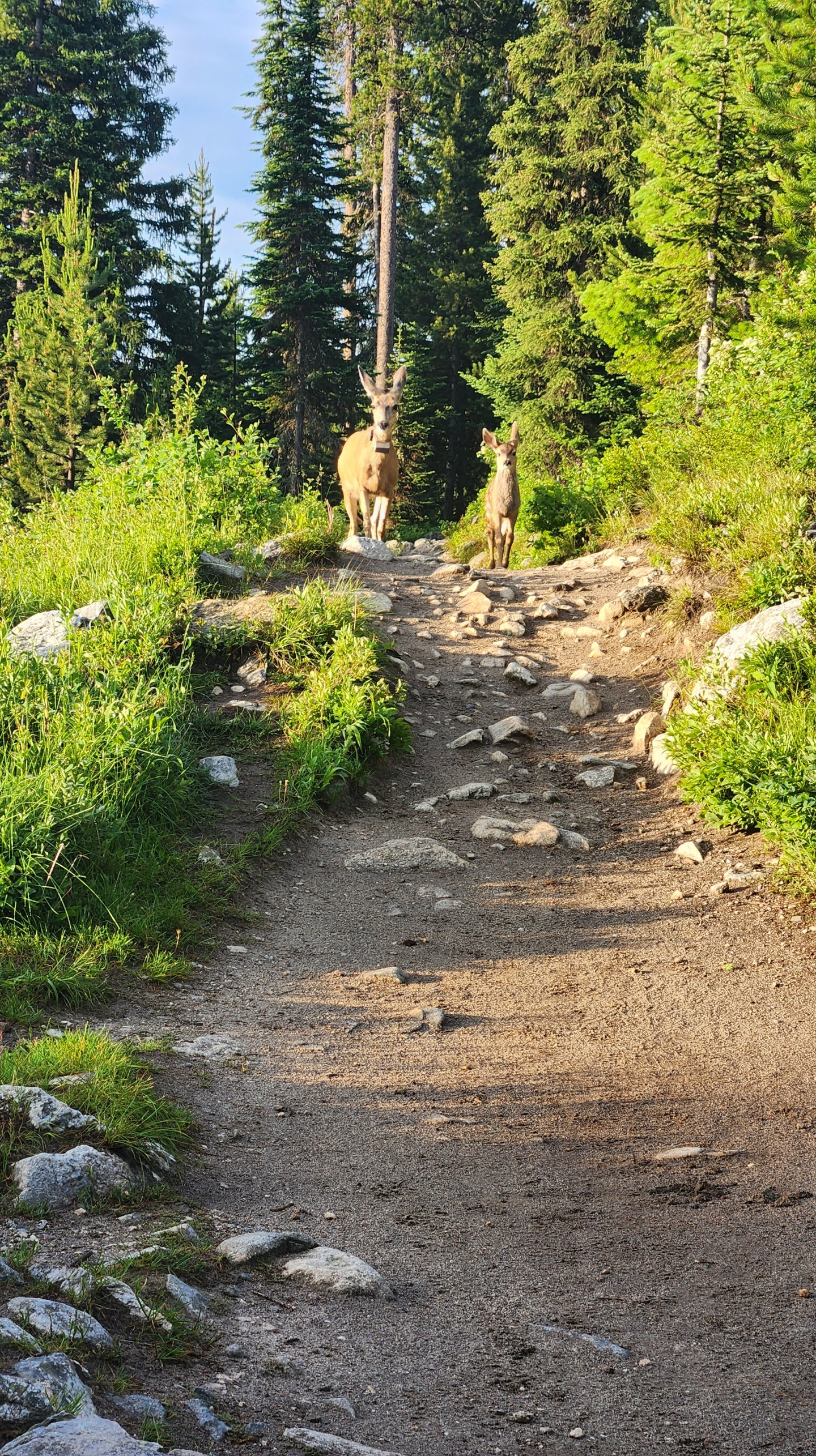 Hike Paint Brush Canyon to Cascade Canyon Loop in Grand Teton National ...