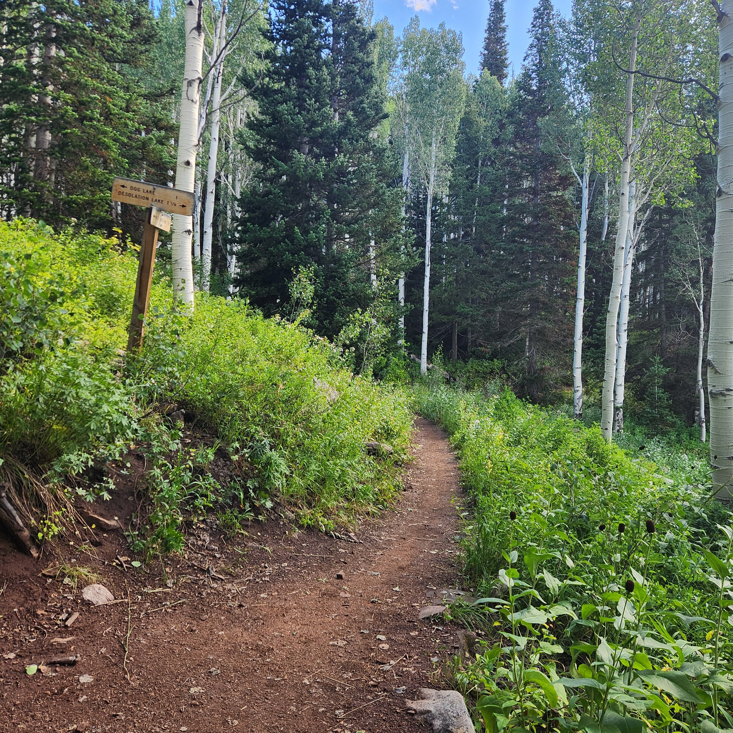 Hike to Desolation Lake via Mill D North Fork Trail, Utah – 33andfree